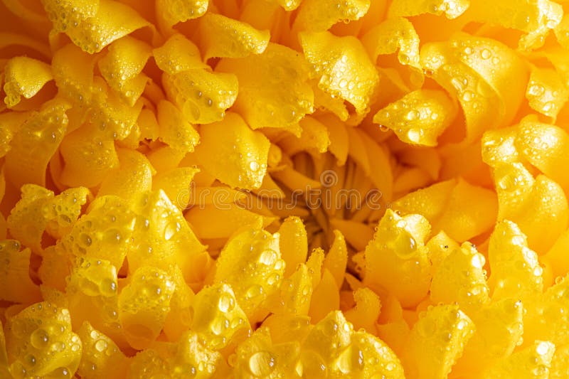 Light Closeup of Yellow Chrysant Flower. Large Chrysanthemum Flower ...