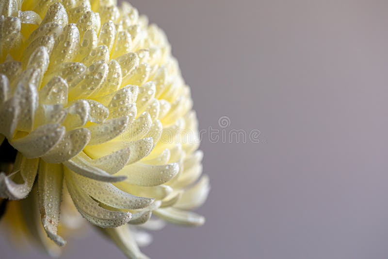 Light Closeup of Yellow Chrysant Flower. Large Chrysanthemum Flower ...