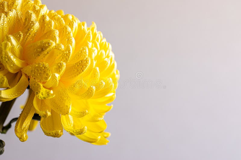 Light Closeup of Yellow Chrysant Flower. Large Chrysanthemum Flower ...