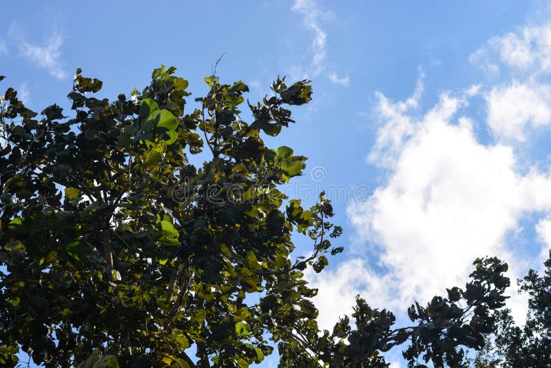 Light Cloud Sky with the Big Tree Stock Photo - Image of beautiful ...