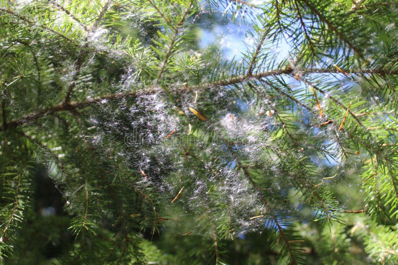 Christmas Tree and Decorations Stock Image - Image of decoration, toys ...