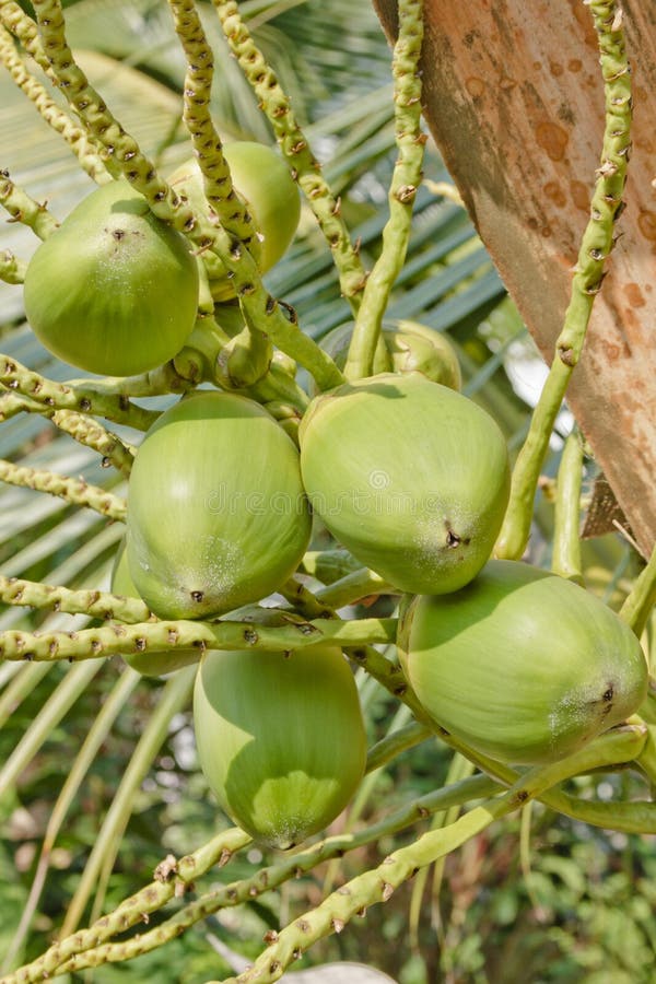 Light coconut fruit stock photo. Image of macro, background - 29118726