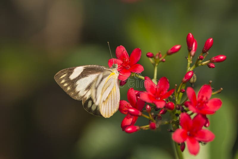 Light Color Butterfly stock image. Image of light, pink - 64970227