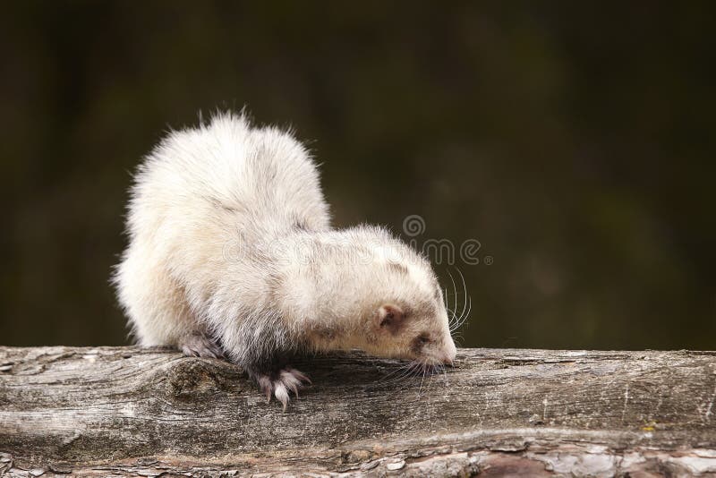 Light Color Ferret From Back On Green Grass In Spring Park Stock Image ...