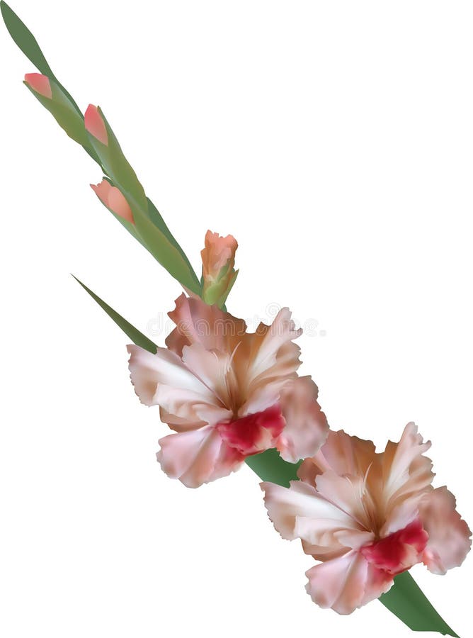 Color flower hearts stock illustration. Illustration of element - 5573508