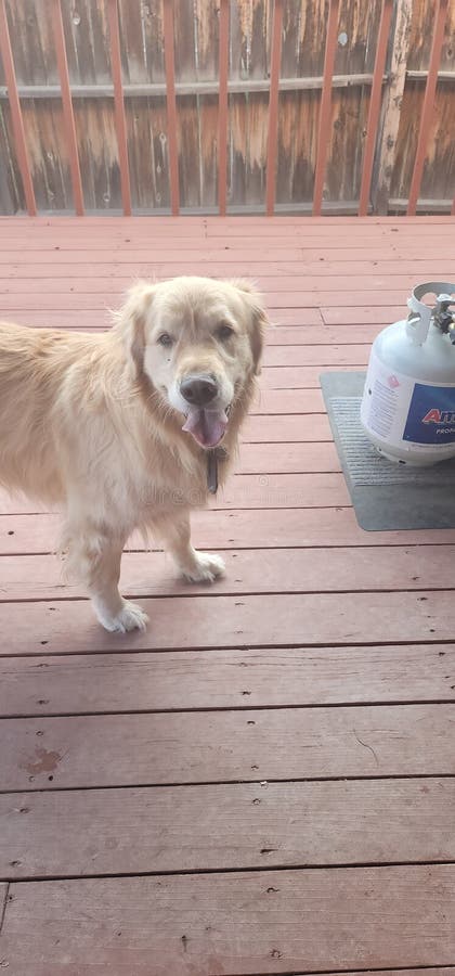 Light Color Golden Retriever Editorial Stock Photo - Image of mammal ...