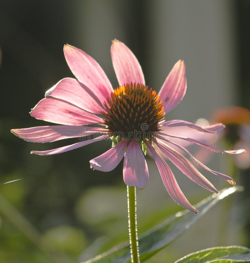 Light and color stock photo. Image of flowercrown, light - 101563680