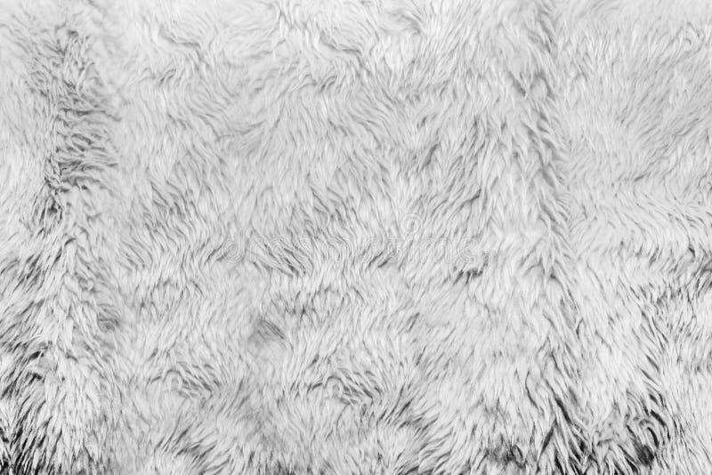 Light Colored Animal Fur Texture Backdrop Photo Stock Photo - Image of ...