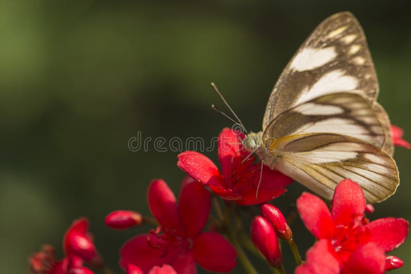 Butterfly with Black-Orange Wings Stock Photo - Image of animal ...