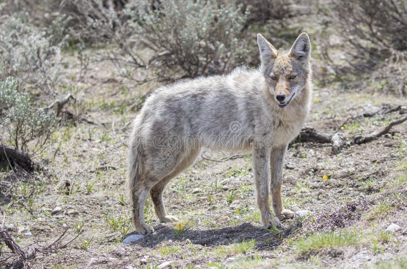 Light Colored Coyote Standing in Grass Stock Photo - Image of light ...
