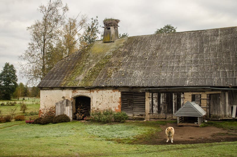 Light-colored Dog at the Dog`s Hut and Barn Stock Image - Image of ...