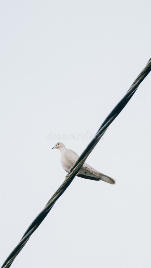 Dove Perched on a Wire Against an Overcast Sky Stock Photo - Image of ...