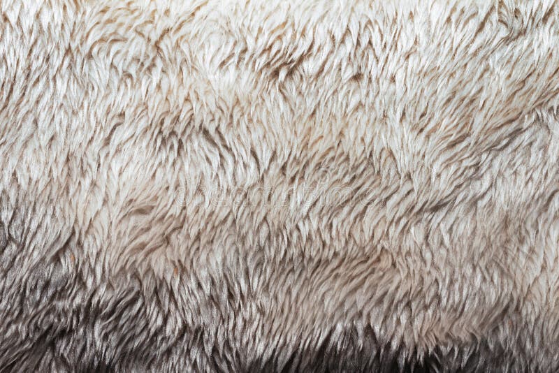 Light Colored Fur Texture Backdrop Photo Stock Image - Image of ...