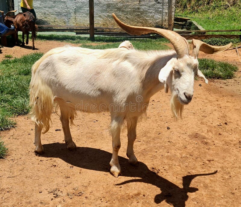 Light Colored Goat Large Curved Horns Carneiro Chifre Stock Photo ...