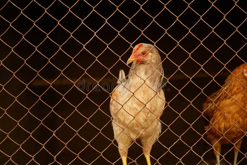 Light-colored Hens in a Chicken Coop Behind Bars Stock Image - Image of ...