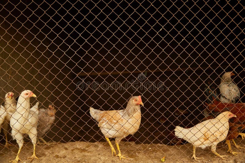 Light-colored Hens in a Chicken Coop Behind Bars Stock Image - Image of ...