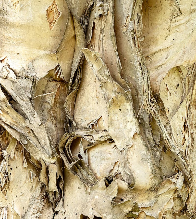 Paperbark tree stock image. Image of peel, texture, vegetation - 40717567