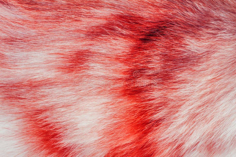 Light Colored Red Animal Fur Texture Backdrop Photo Stock Photo - Image ...