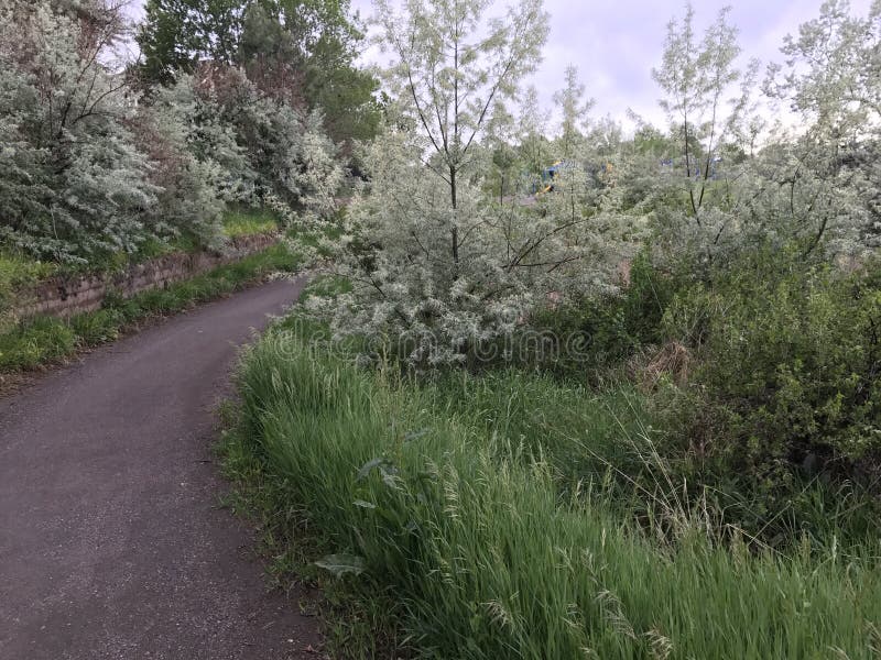 Light Colored Trees on the Bend Stock Photo - Image of bend, trail ...