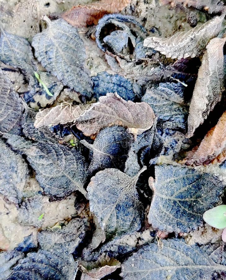 Light colour leaf stock photo. Image of colour, rock - 191530844