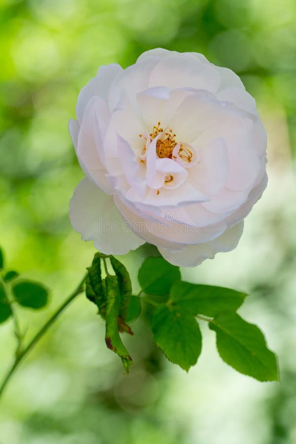 Light Coloured Climbing Rose Stock Image - Image of green, summer ...