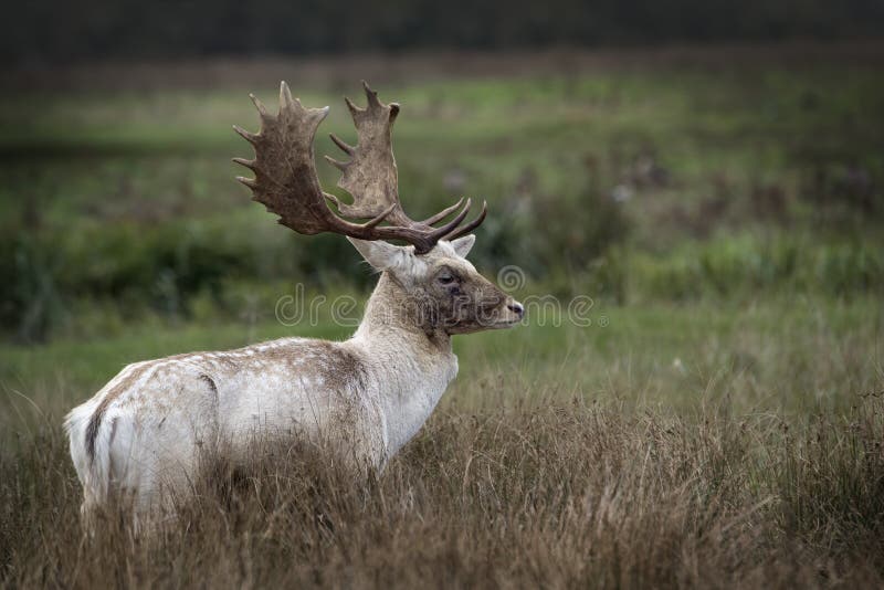 Fallow deer with dark face stock image. Image of outdoors - 260029481