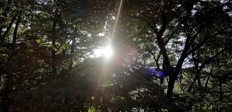 Light Comes Form Sun in Plants Stock Photo - Image of forest, flower ...