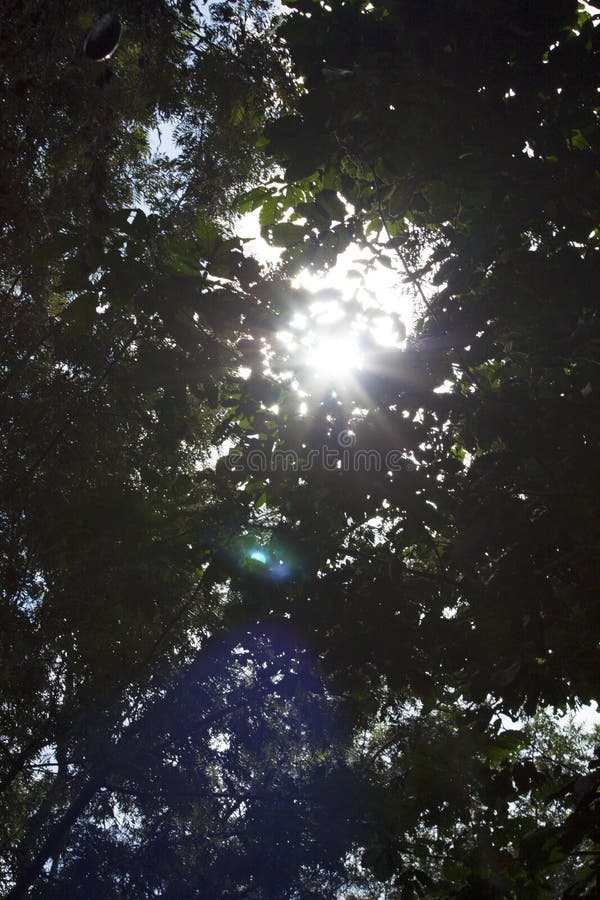 Light Coming through Branches in Tree Crowns Forest Dome Stock Image ...