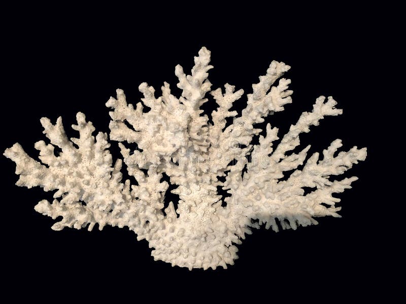 Coral isolated on black stock image. Image of close - 218697843