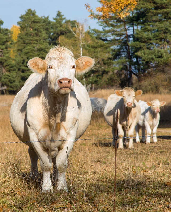 Light Cow on Meadow in Latin Bos Primigenius Taurus Stock Photo - Image ...