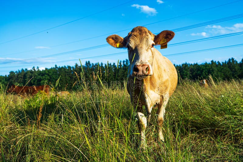 Light Cow Photographed Close Up Stock Image - Image of head, farm ...