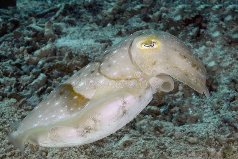 Sleeping cuttlefish stock image. Image of invertebrate - 146227513