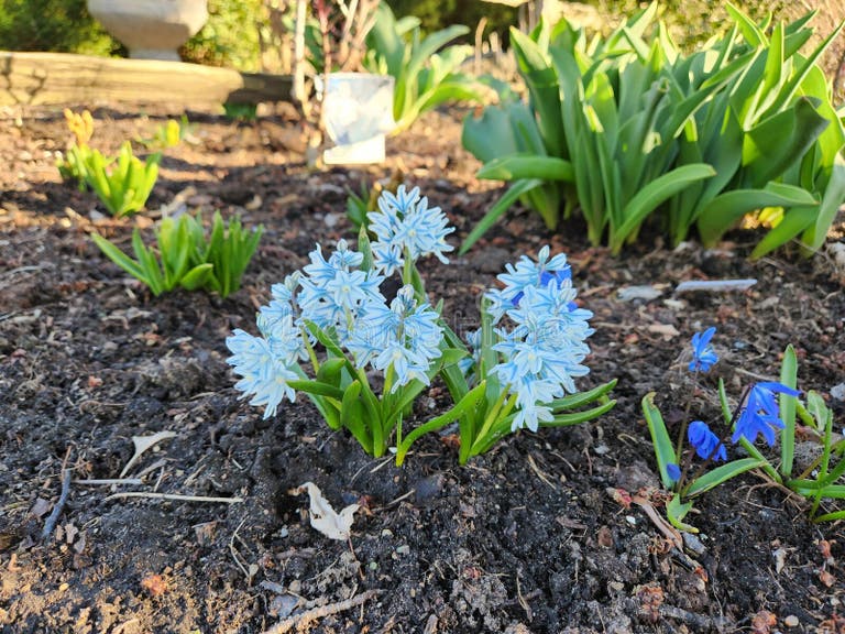 Light and Dark Blue Spring Flowers Stock Photo - Image of tree ...