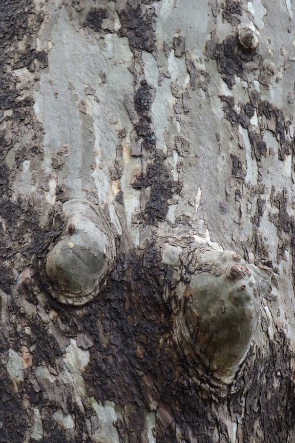Light and Dark Brown Chippy Tree Bark with Knobs Stock Photo - Image of ...
