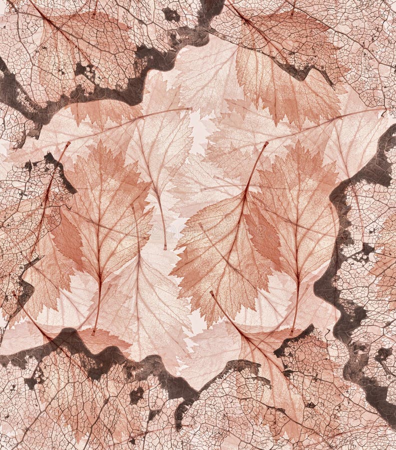 Light Leaf Skeleton Isolated On White Stock Photo - Image of stem ...