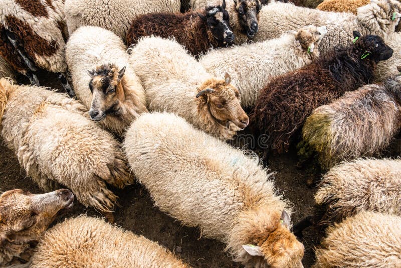 Light and Dark Colored Sheep Together in a Sheepfold Stock Photo ...