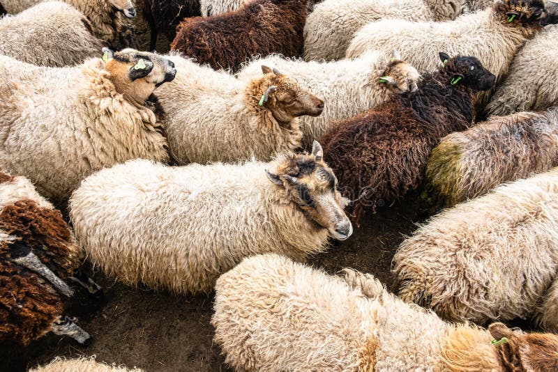 Light and Dark Colored Sheep Together in a Sheepfold Stock Photo ...