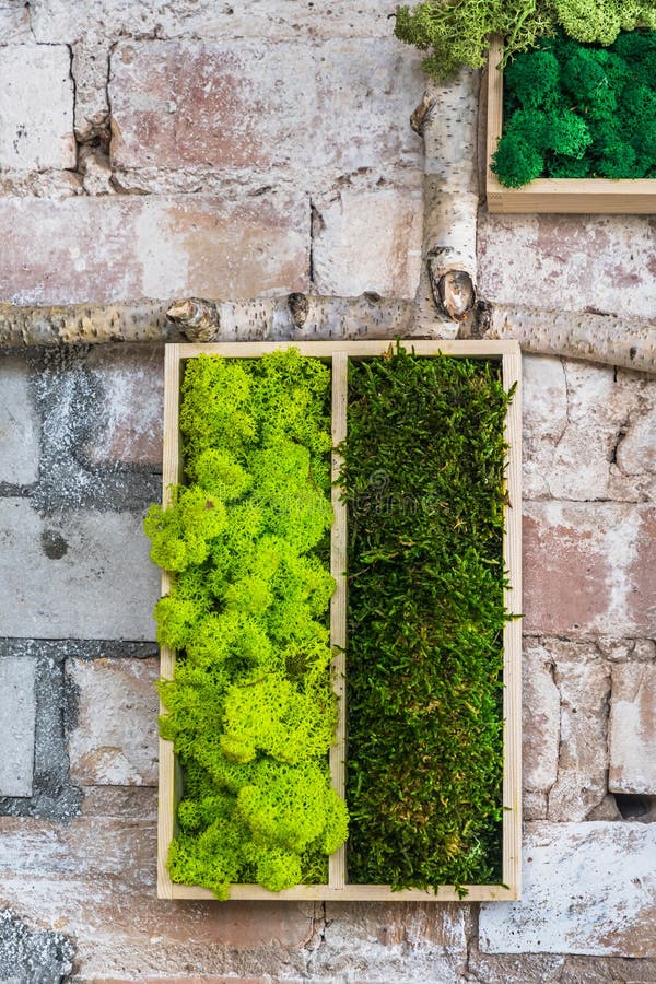 Light and Dark Green Moss in Wooden Boxes on a Rustic Stone Wall in the ...