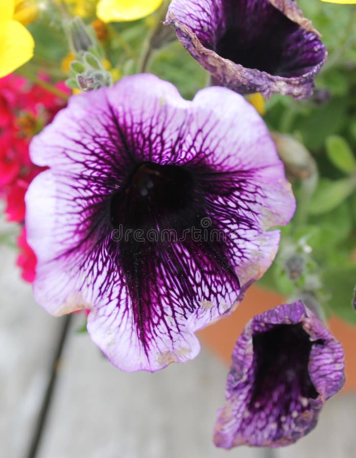 Light and Dark Purple Calibrachoa Stock Image - Image of petal, nature ...