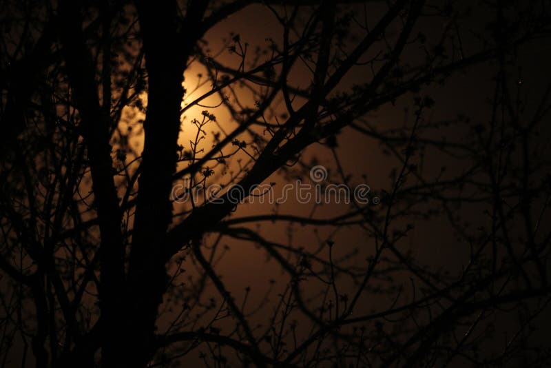 Light in the darkness stock image. Image of dark, tree - 61932037