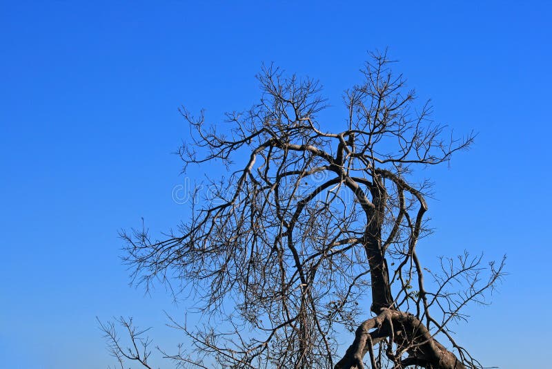 LIGHT on DEAD TREE BRANCHES and TWIGS Stock Photo - Image of bare ...