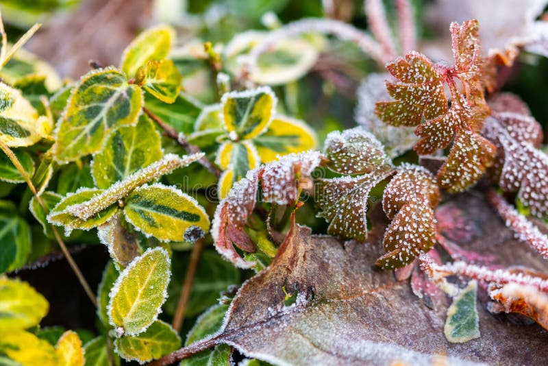 Light Dew on Autumn Leaves with Beautiful Brown Colors Stock Image ...