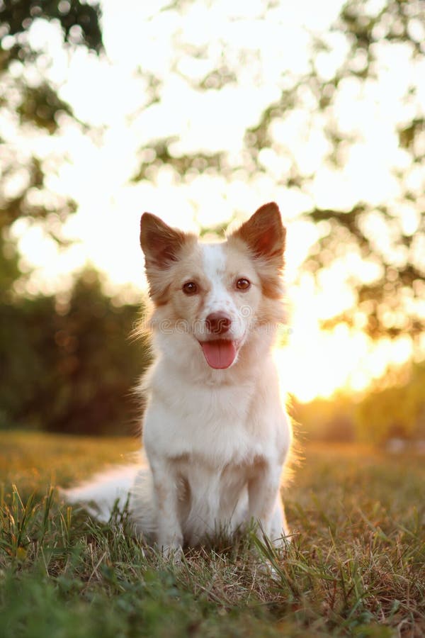 The Light Dog Sits on the Meadow at Sunset Stock Photo - Image of mutt ...