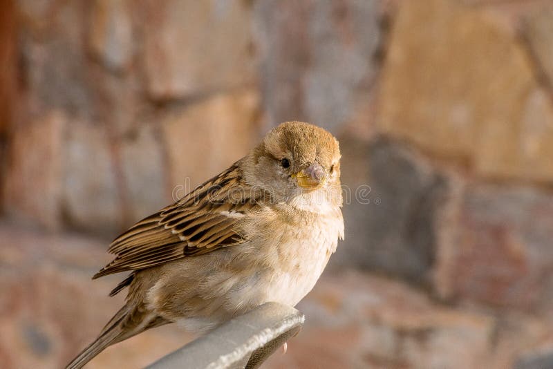 Light in the Dome of the Pantheon in the City of Rome. Italy Stock ...