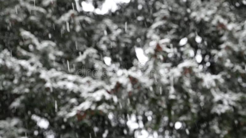 Light Dry Snow Falling in Slow Motion on a Large Douglas Fir Tree ...