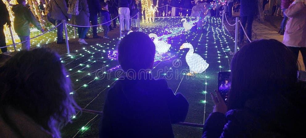 Light Duck People Beautiful Night Editorial Photo - Image of duck ...