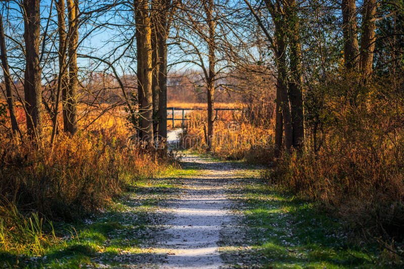 A Path in the Woods with a Light Dusting of Snow Stock Image - Image of ...