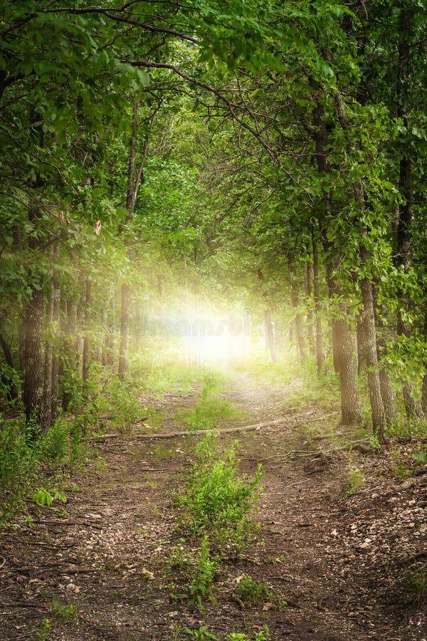 Light At The End Of A Wooded Forest Path Stock Photo - Image of branch ...