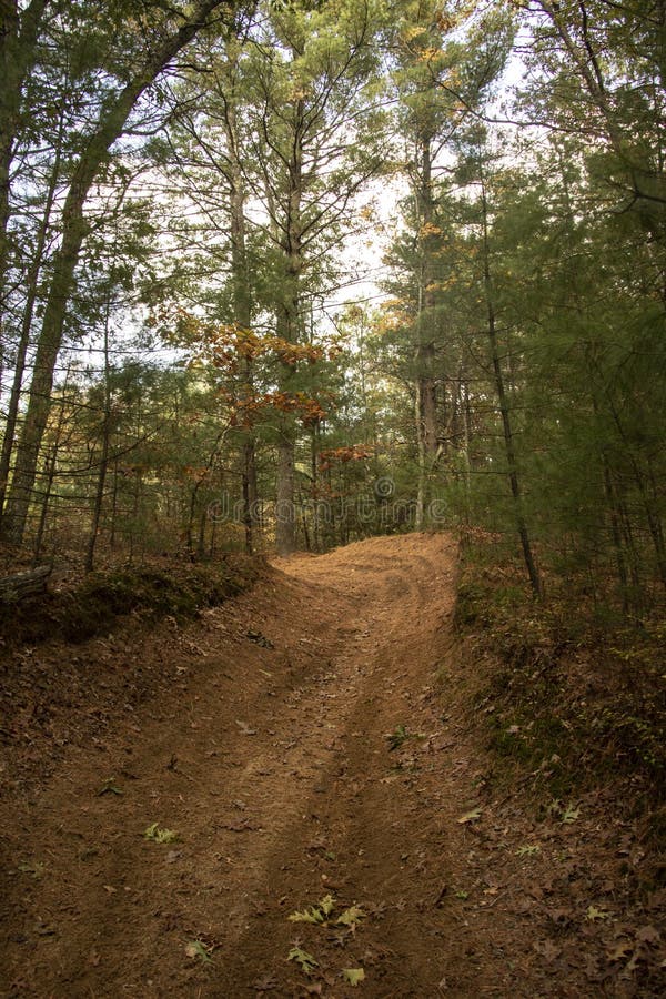Wooded Path In A Green Paraise. Stock Image - Image of trunks, green ...
