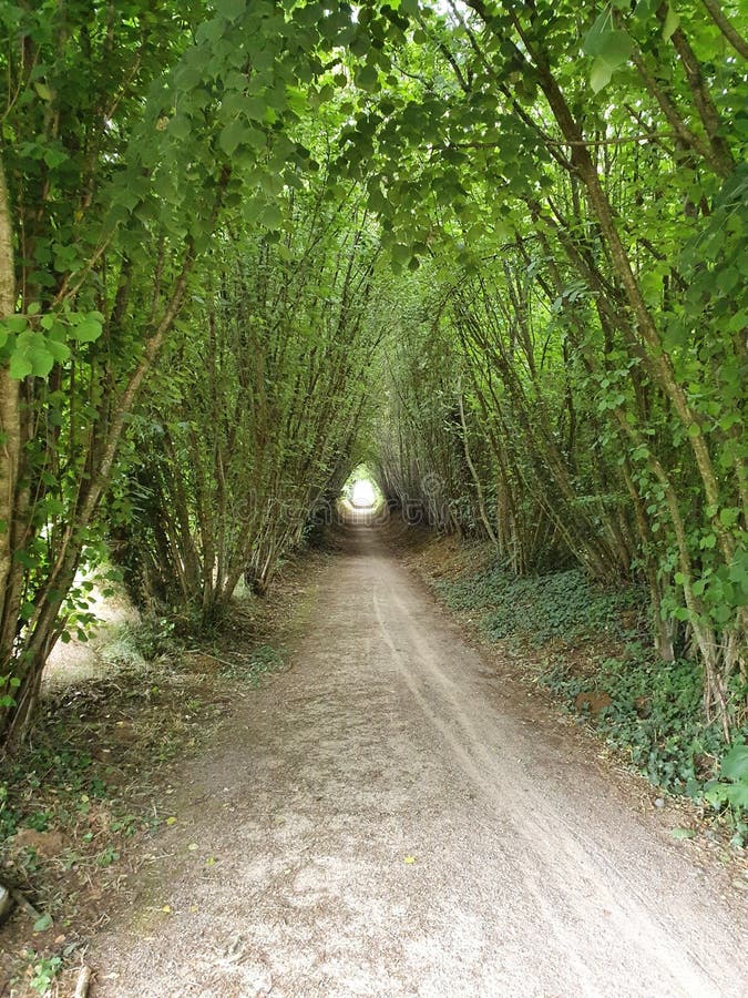 A wooded path. stock photo. Image of trees, area, path - 91833384